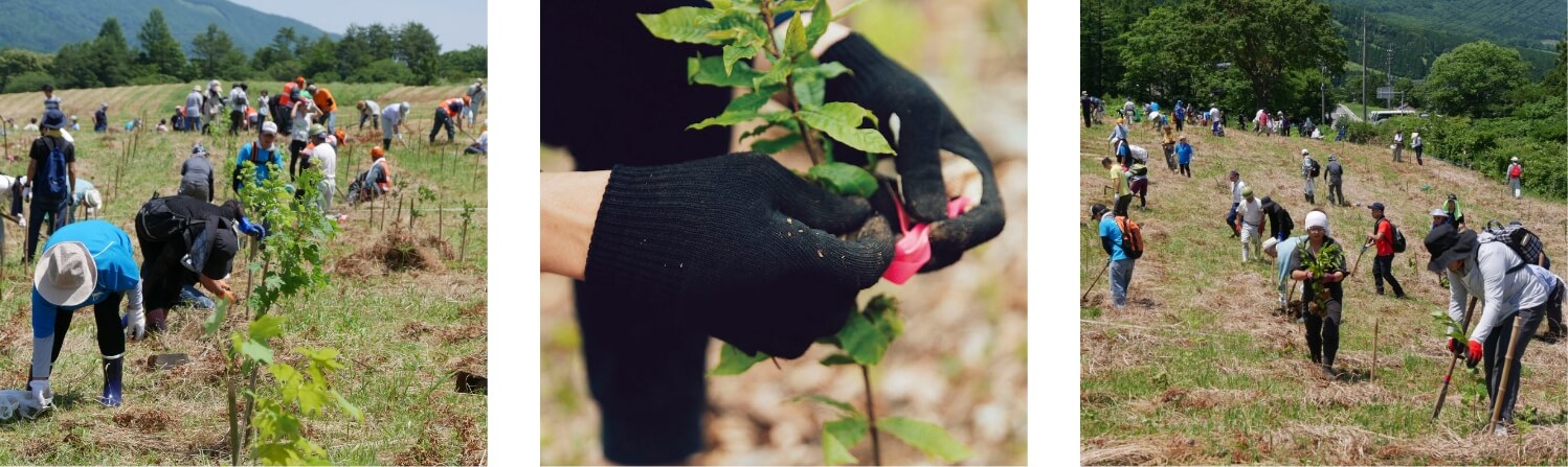 Stellantisジャパン 「森を育てるプロジェクト」を開始 | Stellantis ジャパン株式会社